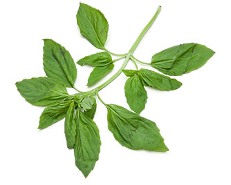 Using Basil Stems in Recipes | Cook's Illustrated