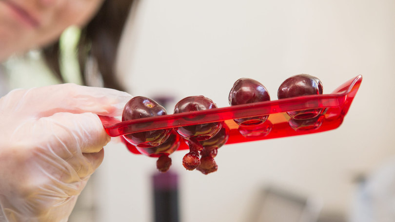 The Best Cherry Pitters | America's Test Kitchen